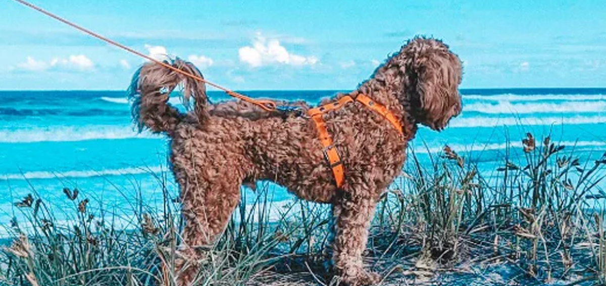Ordering a custom Biothane harness for your dog – DapperDogwear.com.au