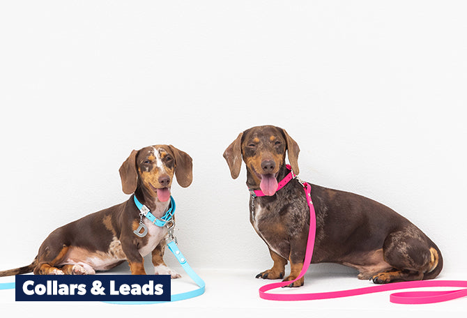 Dapper Dogwear | Waterproof Biothane Dog Collars & Leads | Designer ...